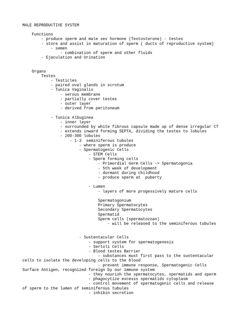 Male Reproductive System | PDF | Testicle | Meiosis