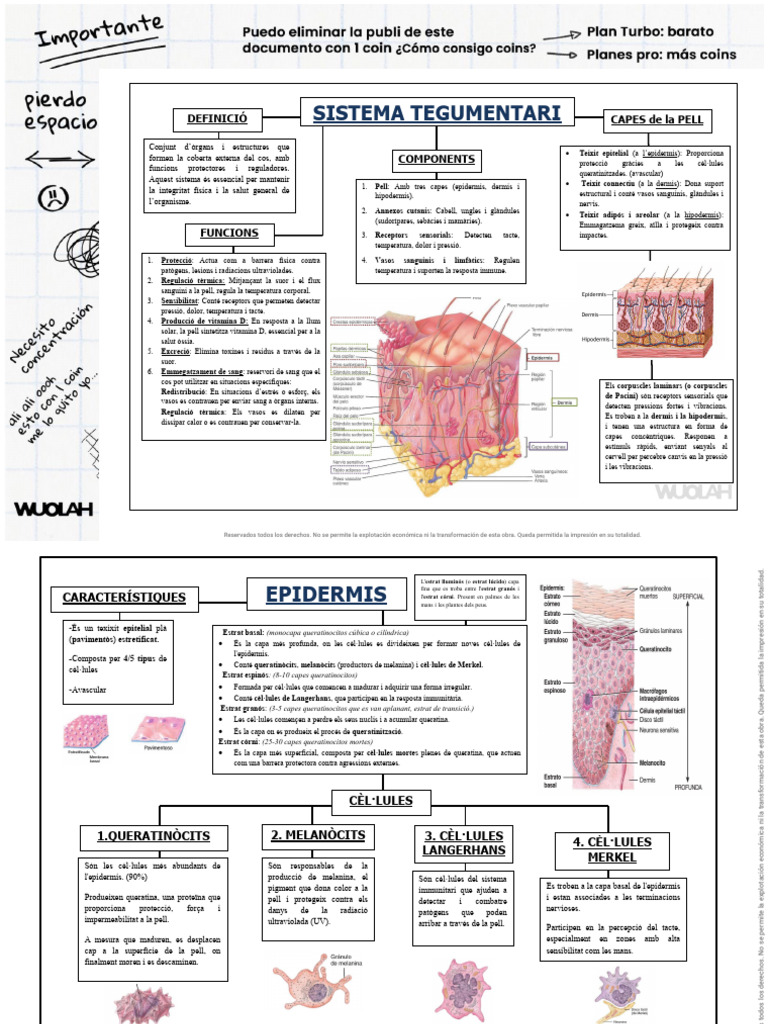 Apunts Teixit Ossi, Teixit Muscular I Sistema Muscular | PDF