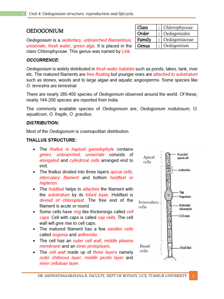 Oedogonium | PDF | Sexual Reproduction | Fertilisation