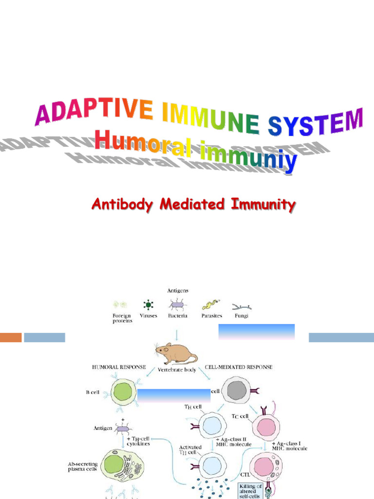 Humoral Immunity and Antibody | PDF | Antibody | B Cell