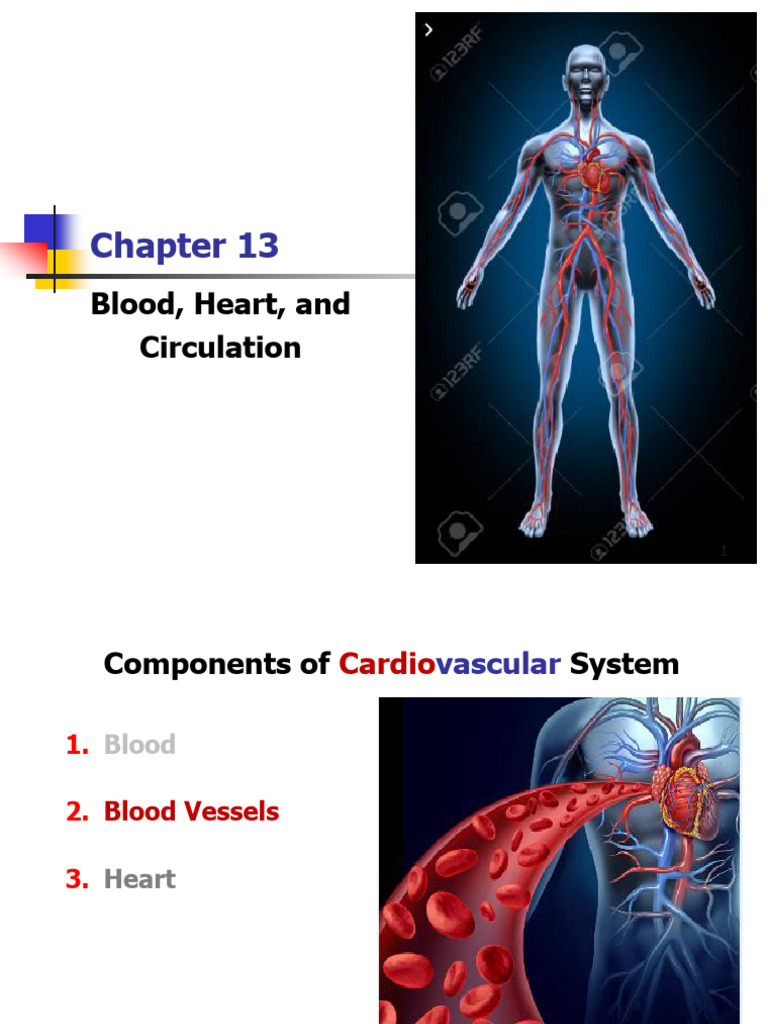 Cardiovascular System - Chapter 13 - Part III 2025-2026 | PDF | Artery ...
