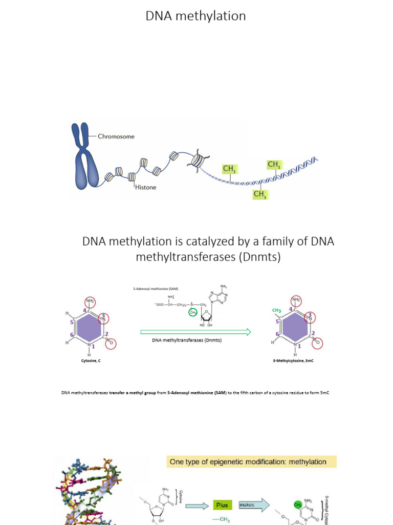 l4 Dna Methylation | PDF | Dna Methylation | Transposable Element