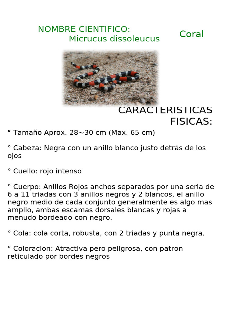 Coral Micrurus dissoleucus: Veneno y Hábitat | PDF | Zoología