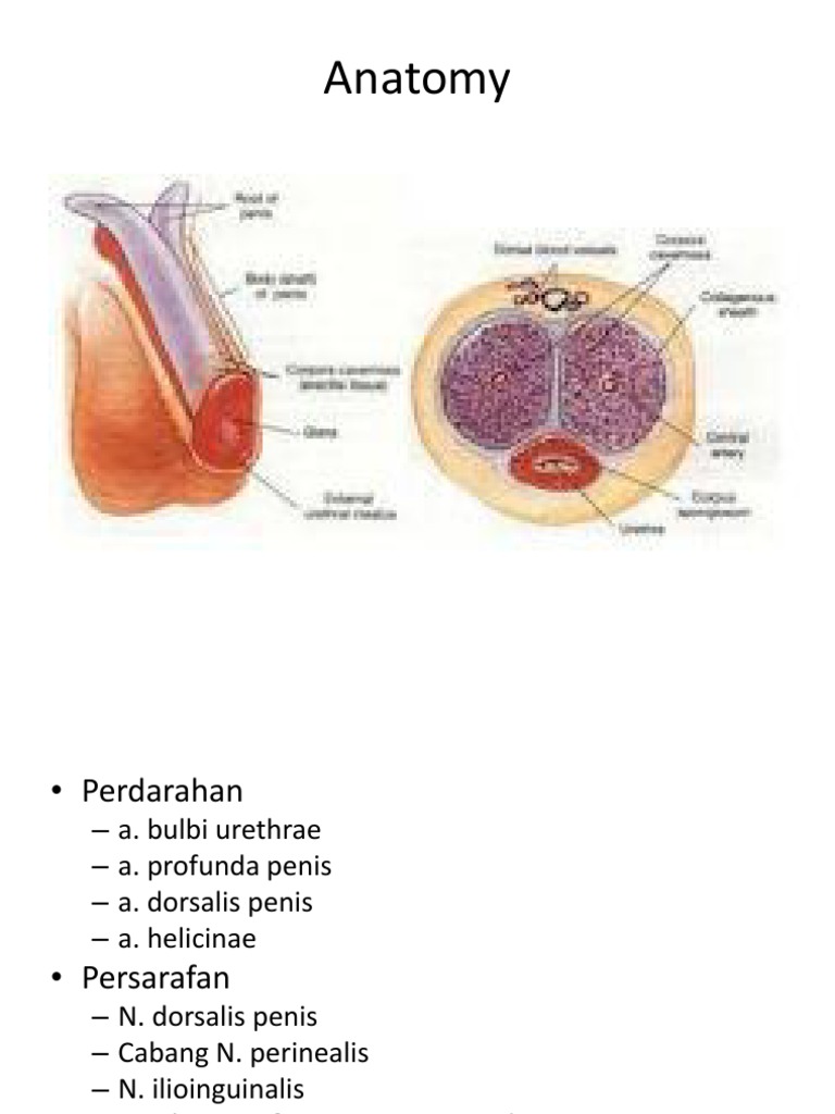 Anatomy Penis | PDF | Pengembangan Diri