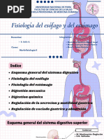Reflejos Digestivos: Gastroileal e Ileocólico | PDF