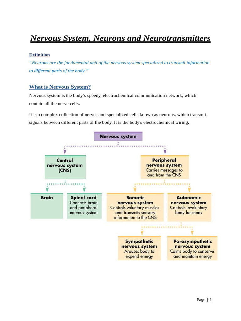 Nervous System, Neurons, Neurotransmitters | PDF | Neuron | Nervous System
