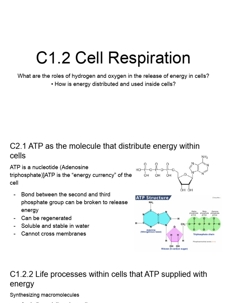 Cell Respiration: ATP Production Explained | PDF | Cellular Respiration ...