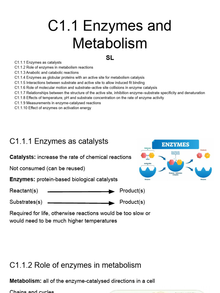 Enzymes: Catalysts in Metabolism | PDF