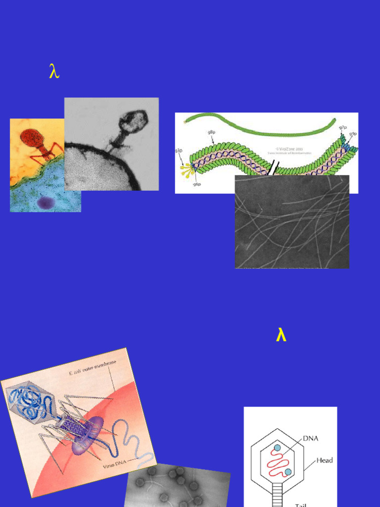 Vectors | PDF | Vector (Molecular Biology) | Molecular Cloning