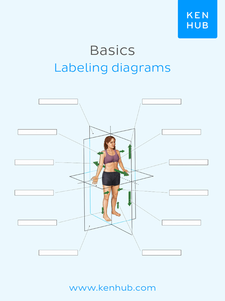 En en Anatomy Basics Labeling Diagrams | PDF | Anatomical Terms Of ...