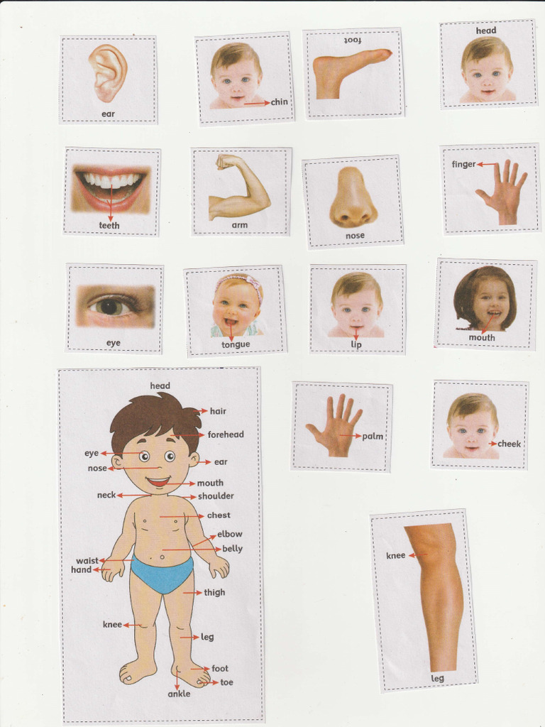 All Body Part | PDF