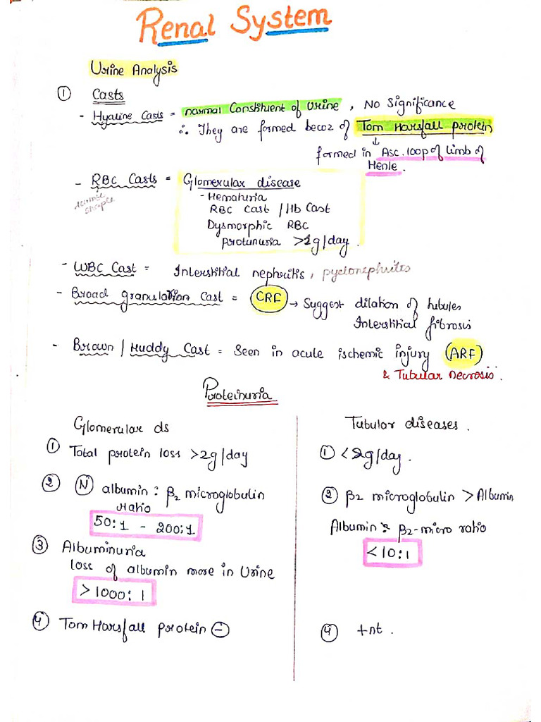 Renal System | PDF
