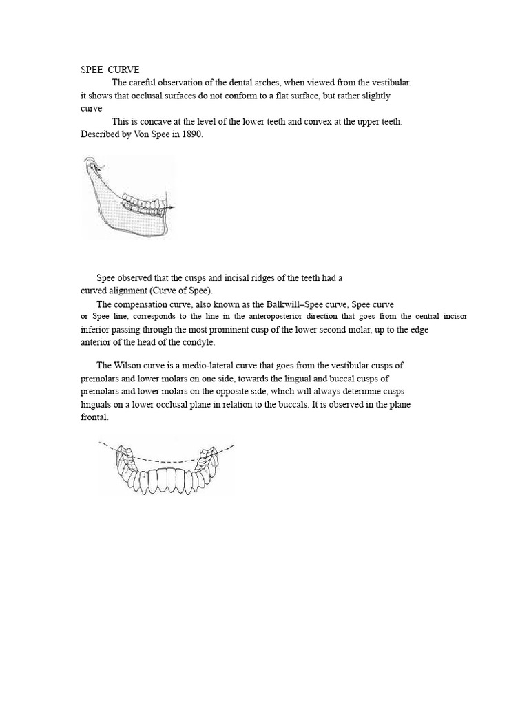 Curve of Spee and Wilson | PDF