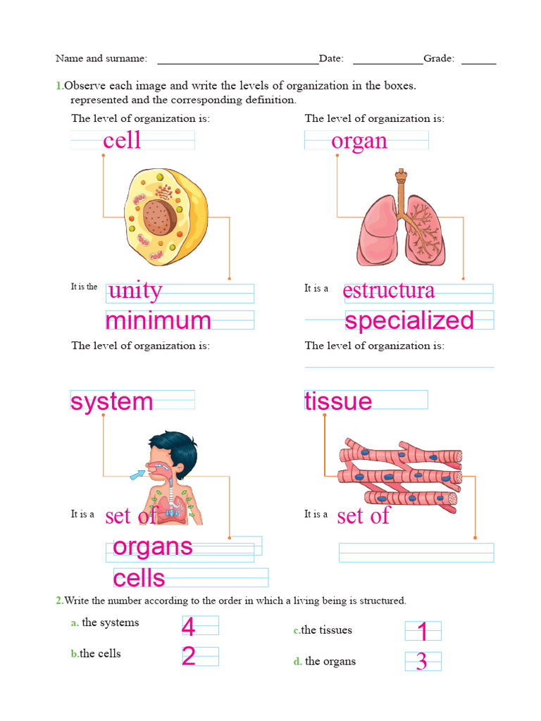 1 Cta3 U1 The Levels of Organization of Living Beings (Teacher) | PDF ...