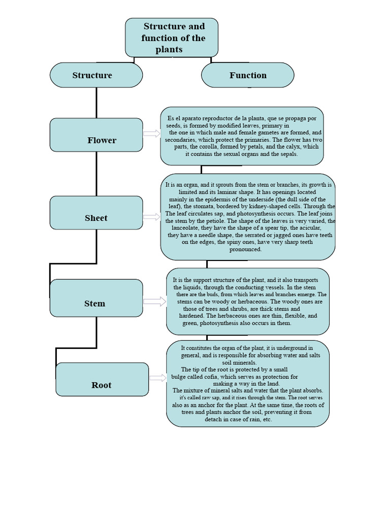 Structure and Function of Plants | PDF | Flowers | Sexual Reproduction