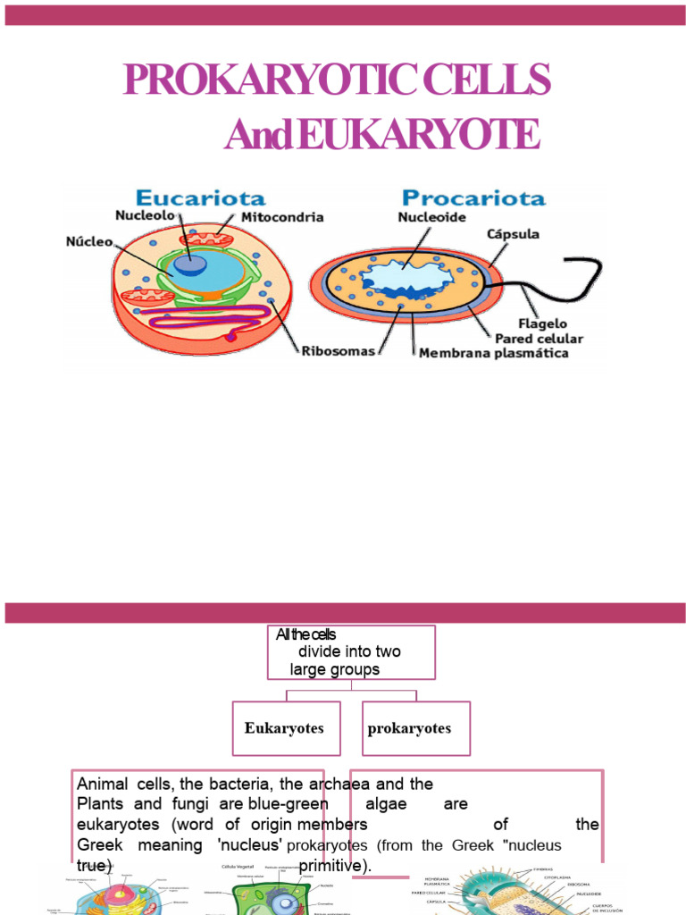 Prokaryotic vs Eukaryotic Cells Explained | PDF | Cell (Biology) | Cell ...