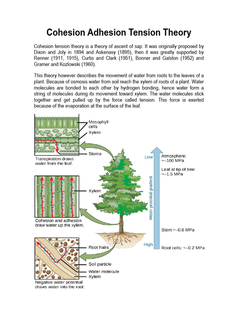 Cohesion Adhesion Tension Theory | PDF | Organisms | Biology