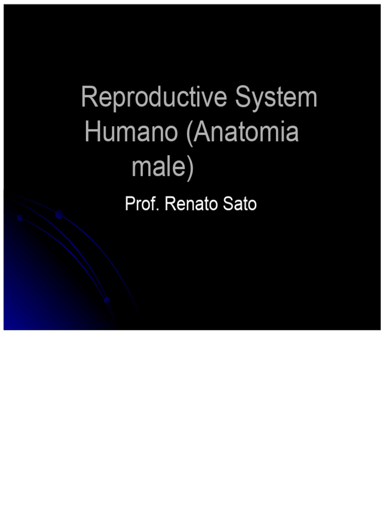 Biology PPT - Human Reproductive System (Male Anatomy) | PDF