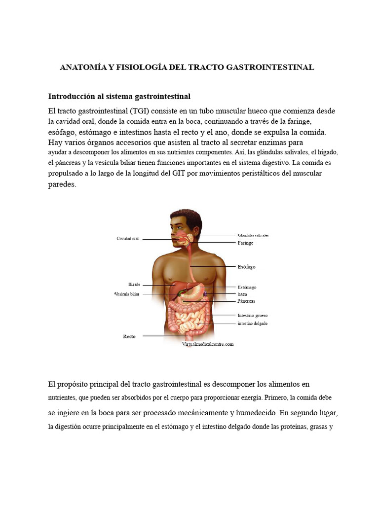 Anatomía del Tracto Gastrointestinal | PDF | Tracto gastrointestinal ...