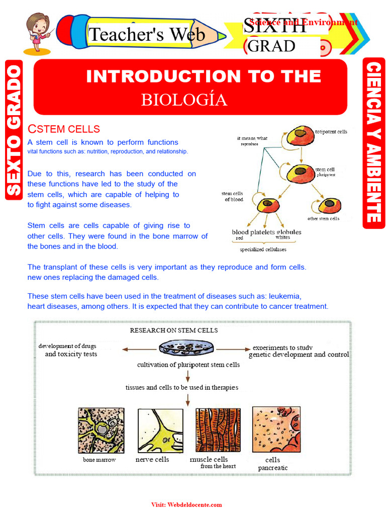Understanding Stem Cells and Biology | PDF | Stem Cell | Leukemia