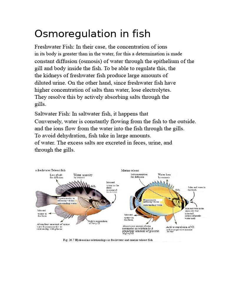 Osmoregulation in Fish | PDF