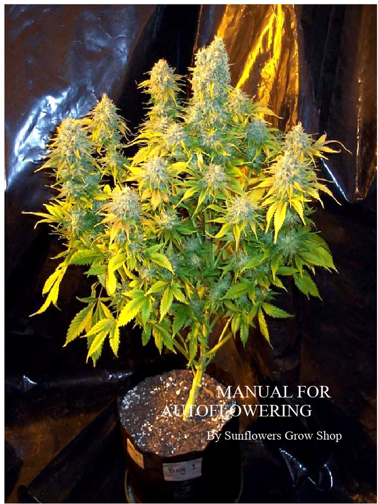 Autoflowering Erde Baumarkt
