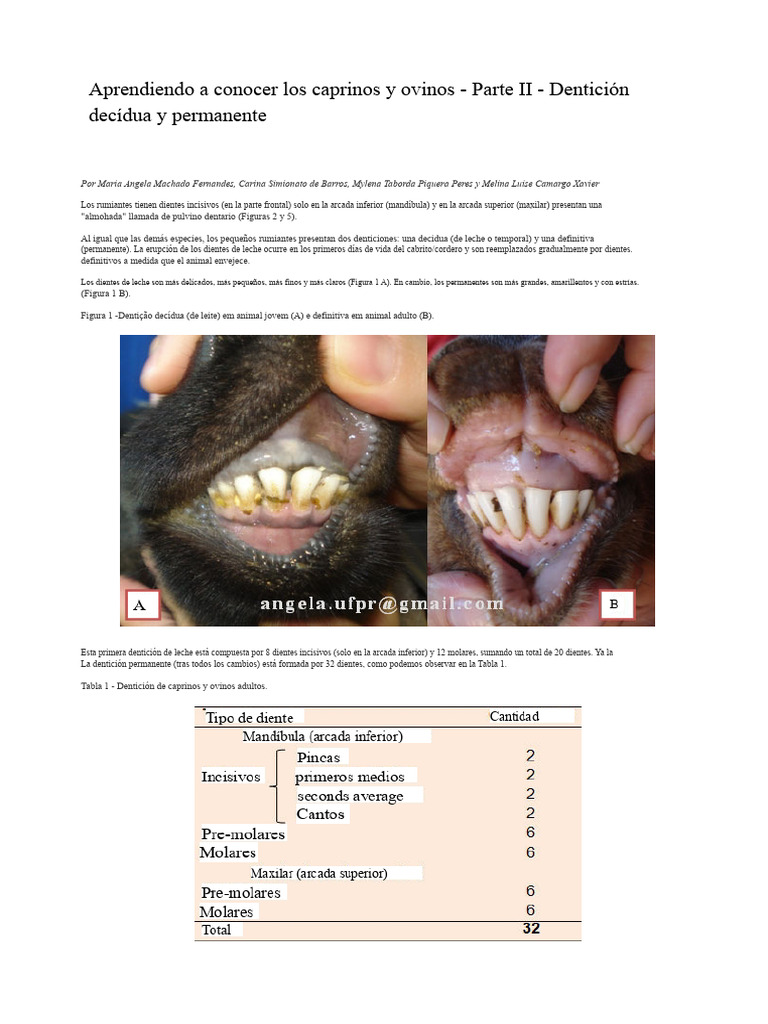 Dentición en caprinos y ovinos: guía esencial | PDF | Diente | Oveja