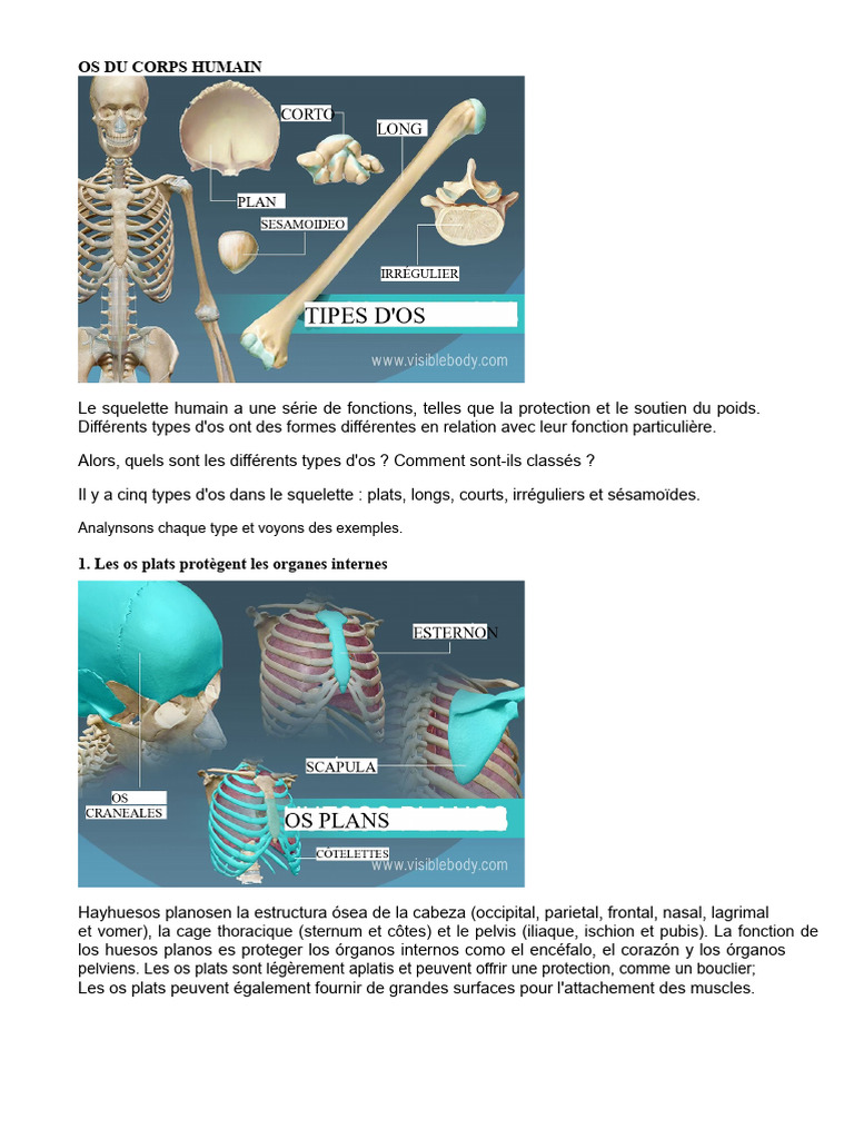 Os Du Corps Humain | PDF | Appareil locomoteur | Système squelettique