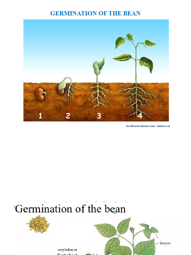 Bean Germination Process Explained | PDF
