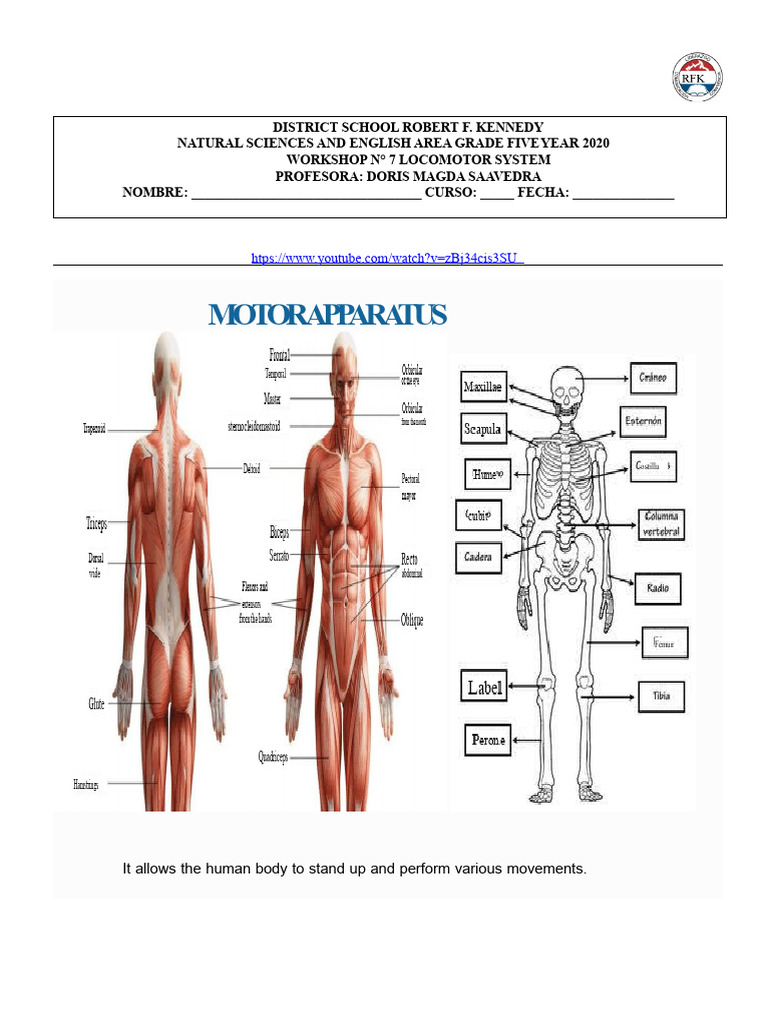 workshop-4-locomotor-system-and-prep.-place.docx | PDF | Human ...