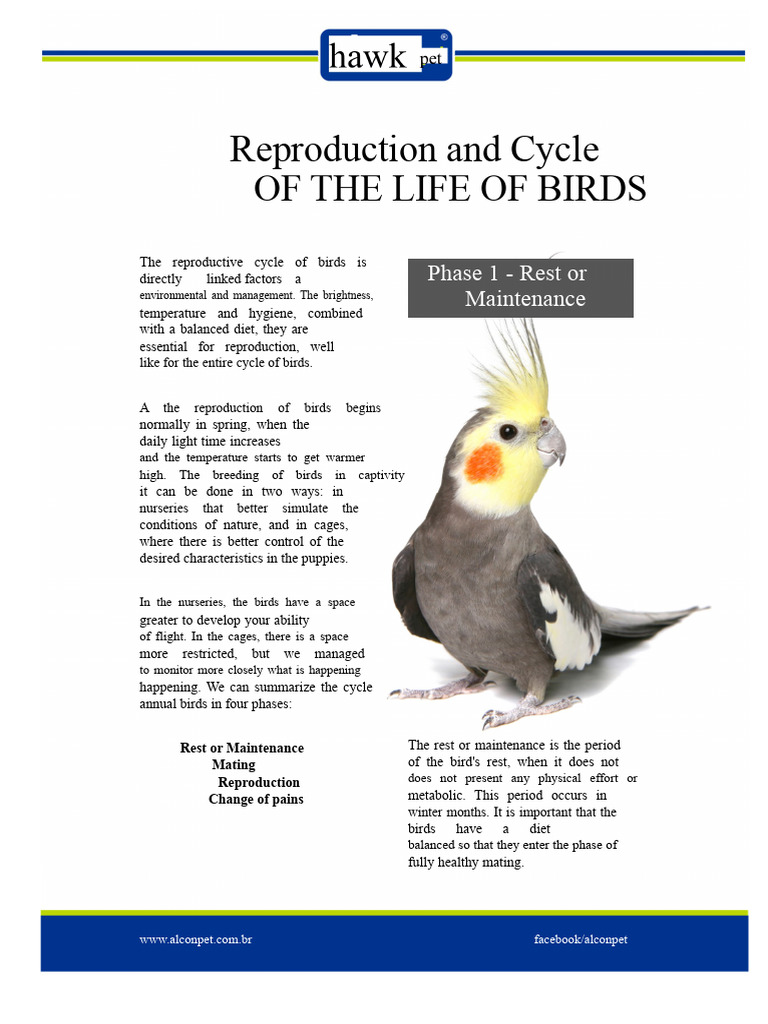 reproduction-and-life-cycle-of-birds.pdf | PDF | Birds | Weaning