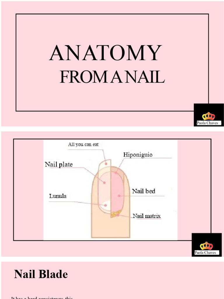 Anatomy of Human Nails Explained | PDF