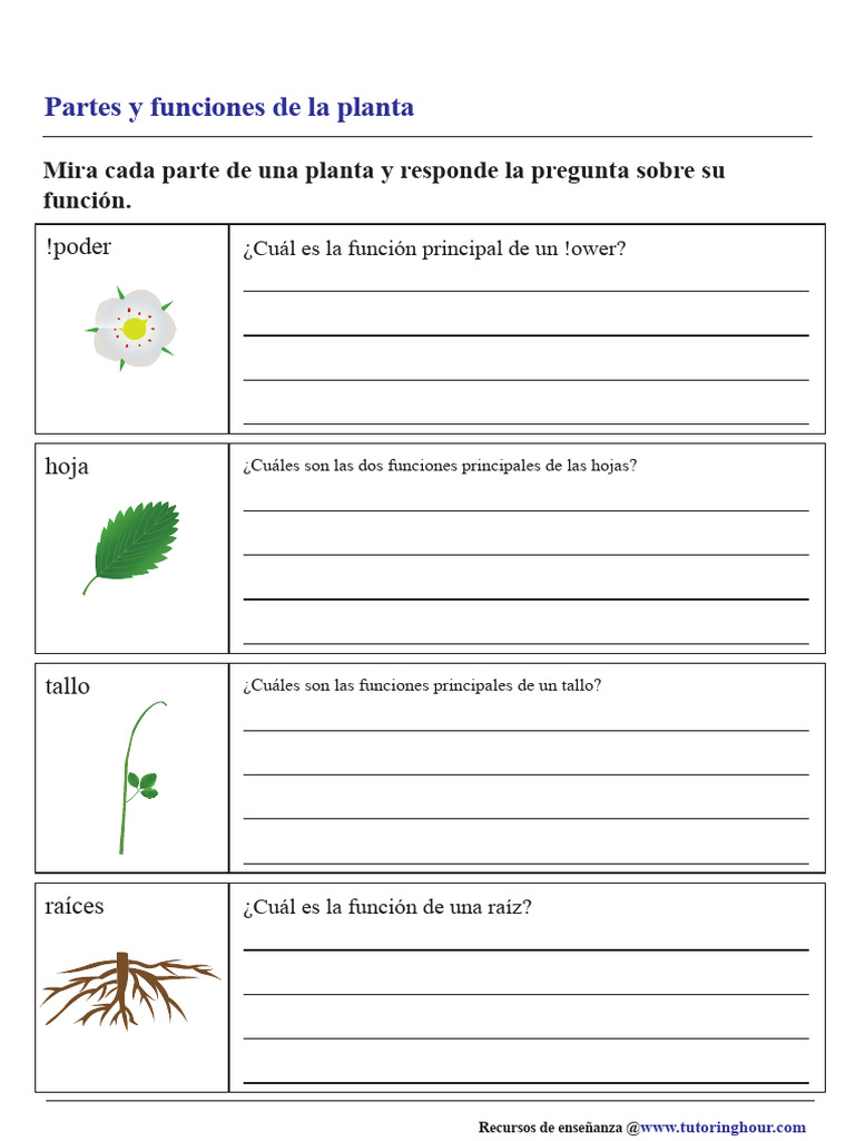 Partes y funciones de las plantas | PDF