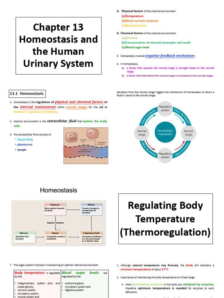 Chapter 13 Homeostasis and The Human Urinary System PPT (4 Slides Per ...