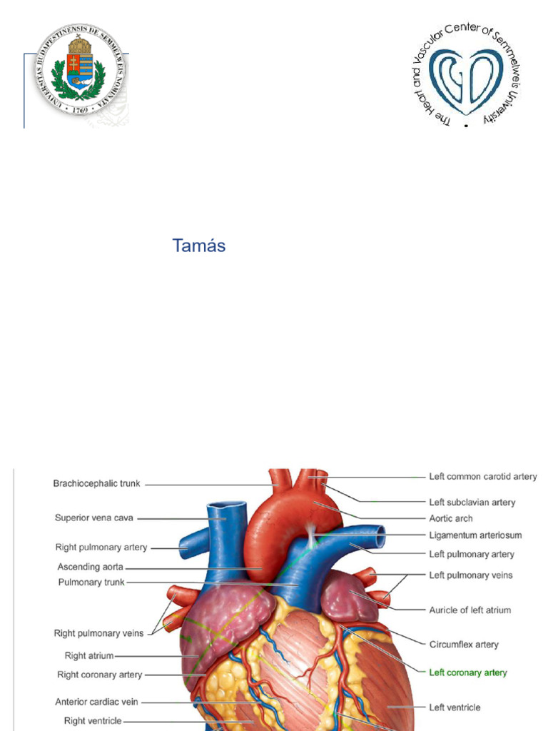 Heart Anatomy and Cardiac Cycle Explained | PDF | Diastole | Ventricle ...