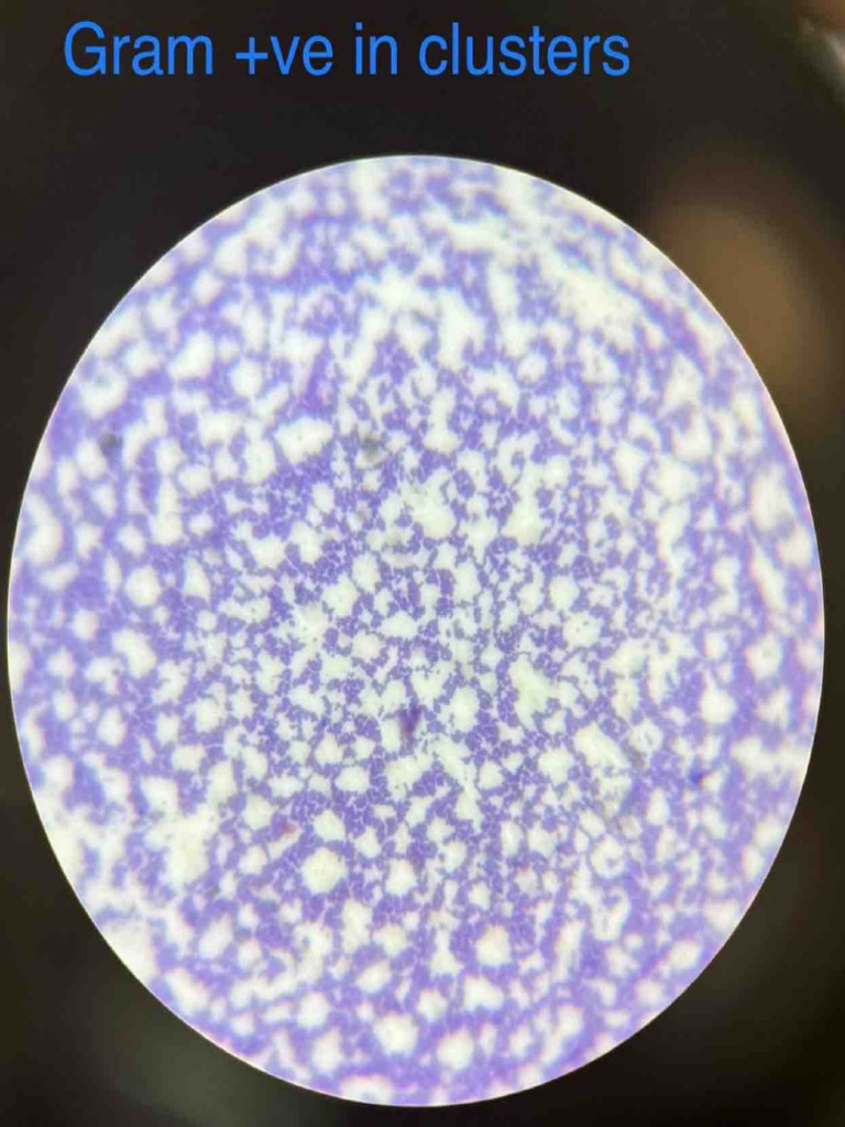 Adobe Scan 6 Feb 2024 | PDF