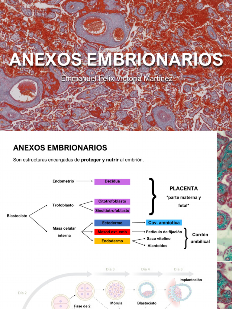 Anexos Embrio | PDF