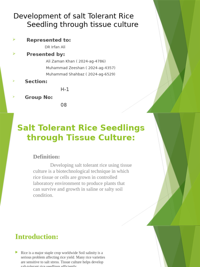 Salt Tolerant Rice Seedlings Through Tissue Culture | PDF | Rice ...
