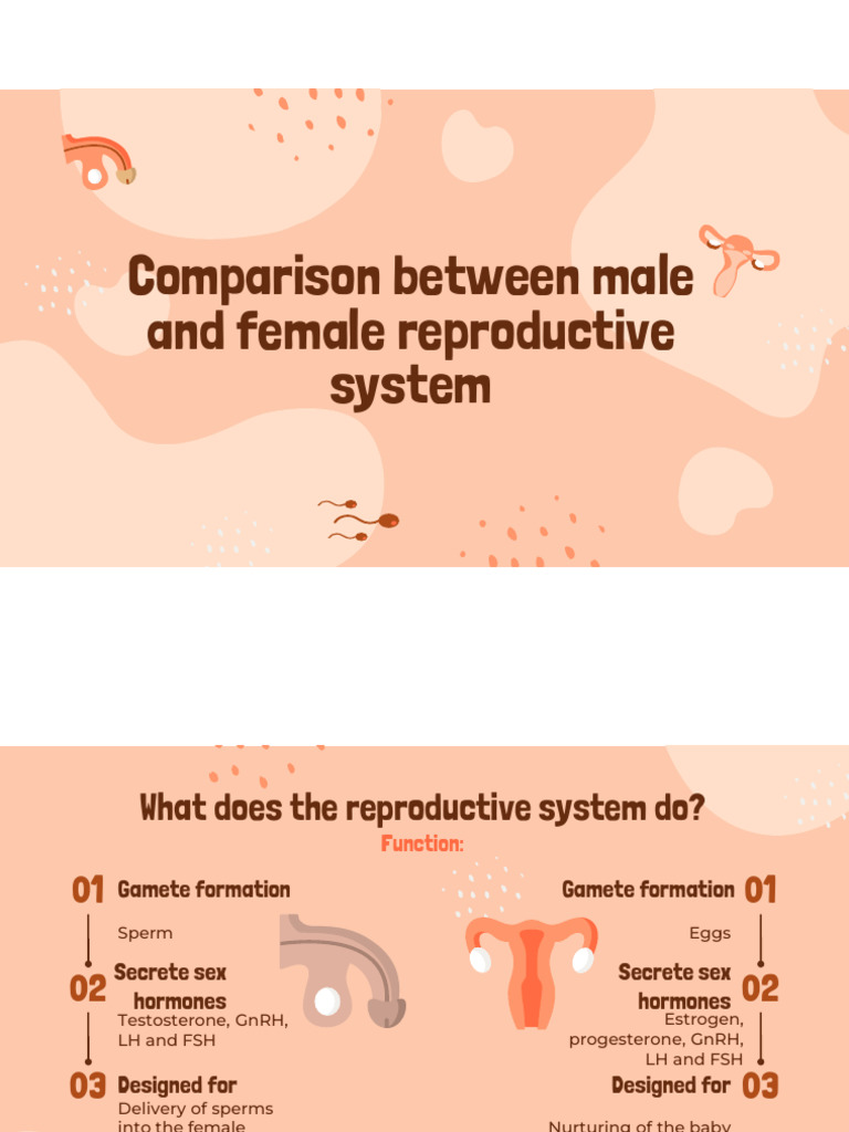 Male vs Female Reproductive Systems | PDF | Reproductive System | Ovary