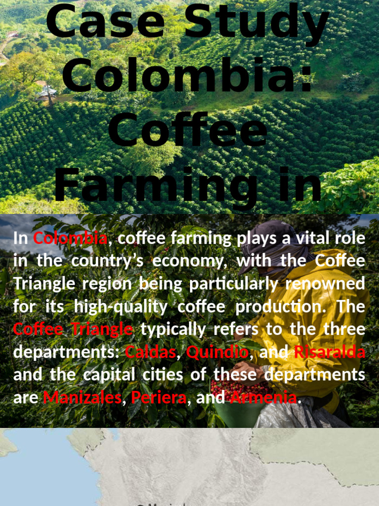 Case Study Ito Aring | PDF | Coffee | Agriculture