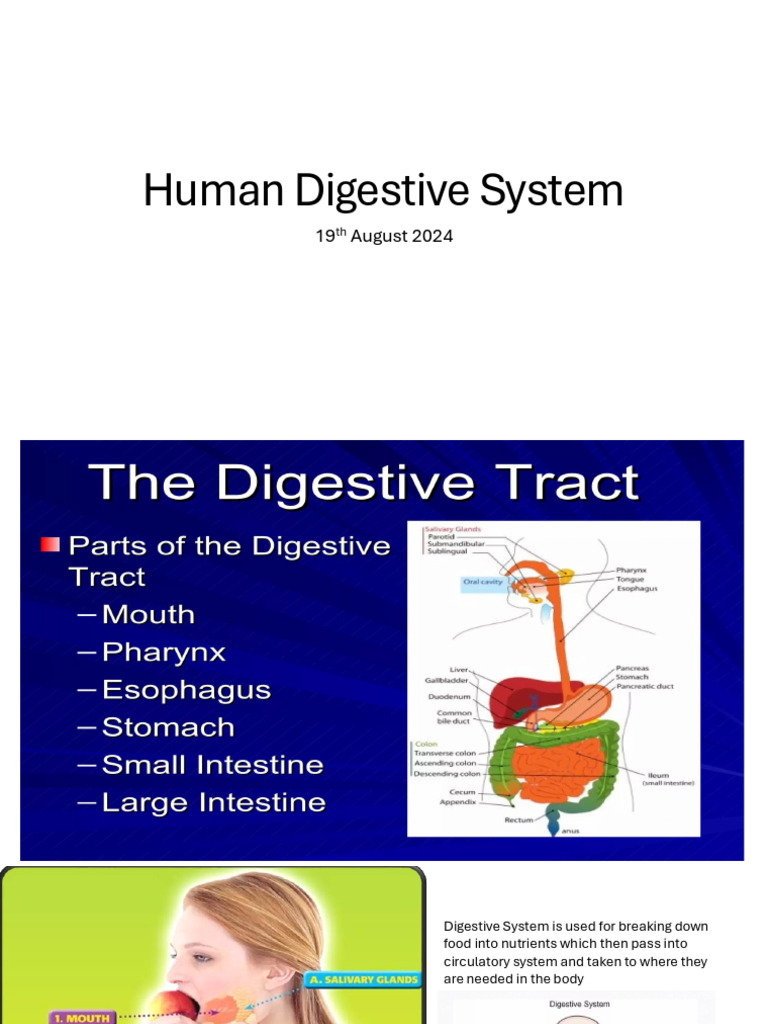 Human Digestive System 9-9-2024 | PDF