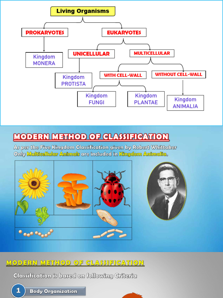Animal Classification IMP - 2ce93ed0 87d0 4b6b Ac1a 7456b4ca2f00 | PDF ...
