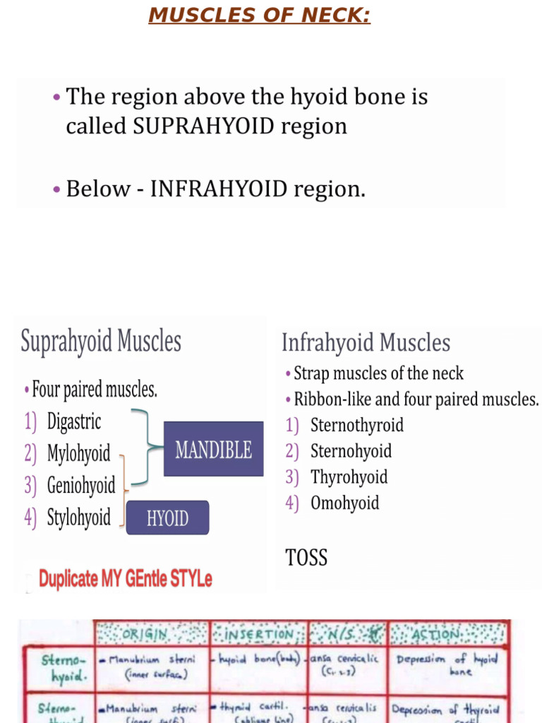 Infra & Supra Hyoid Muscle | PDF
