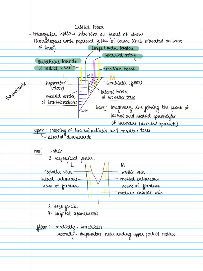 Cubital Fossa - Arm | PDF