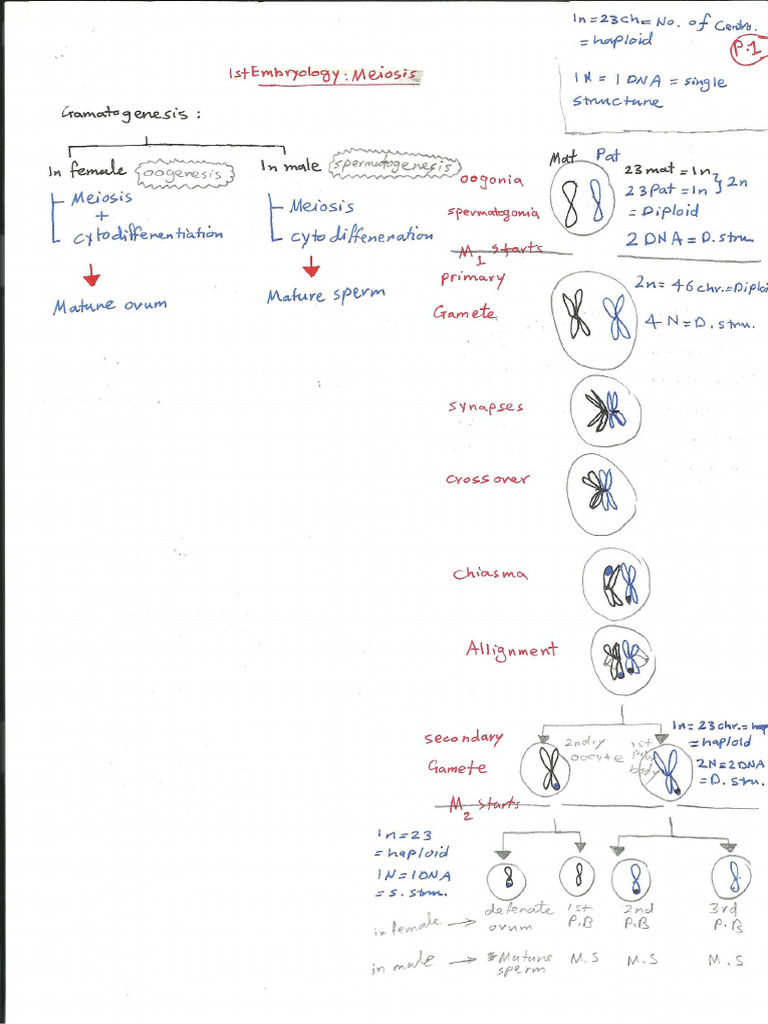 Embryo DrNajeeb Notes 251116 202829 | PDF