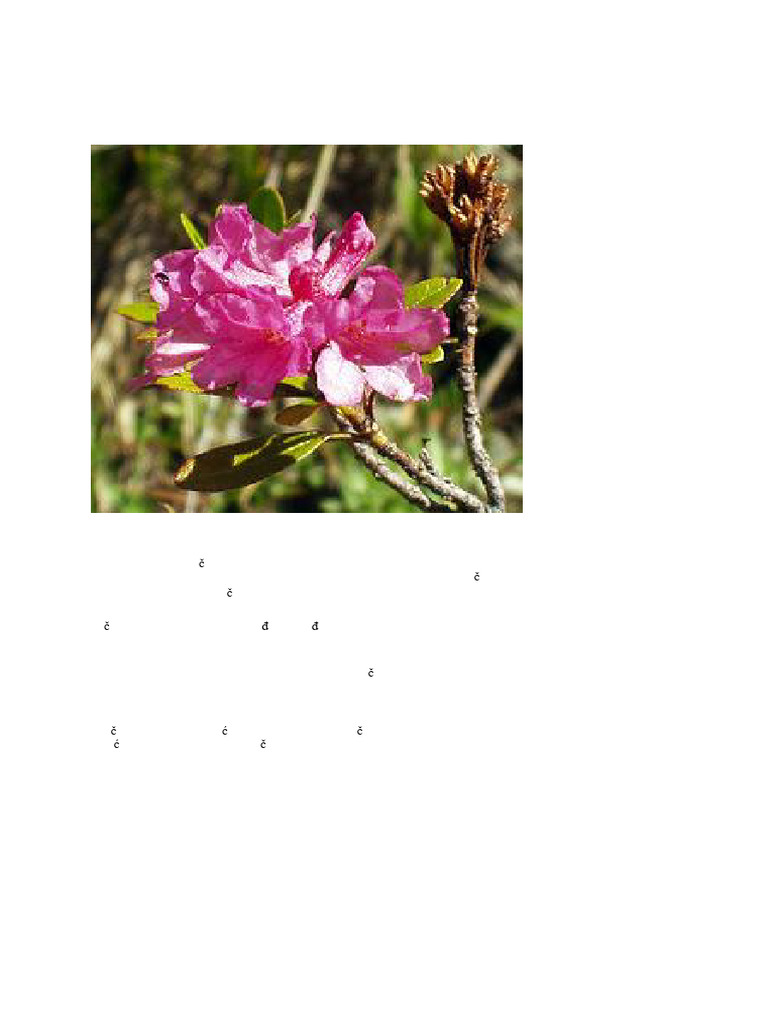 Alpska Ruza Ili Pjenišnik | PDF