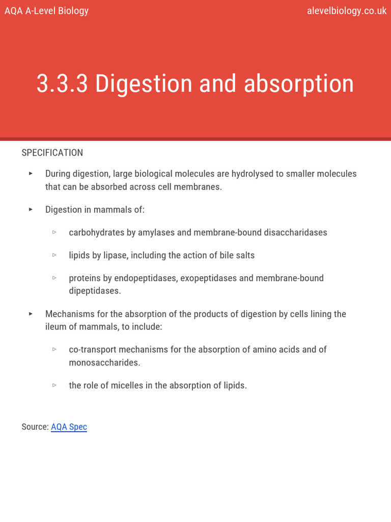 A-Level Biology: Digestion & Absorption | PDF | Digestion | Small Intestine