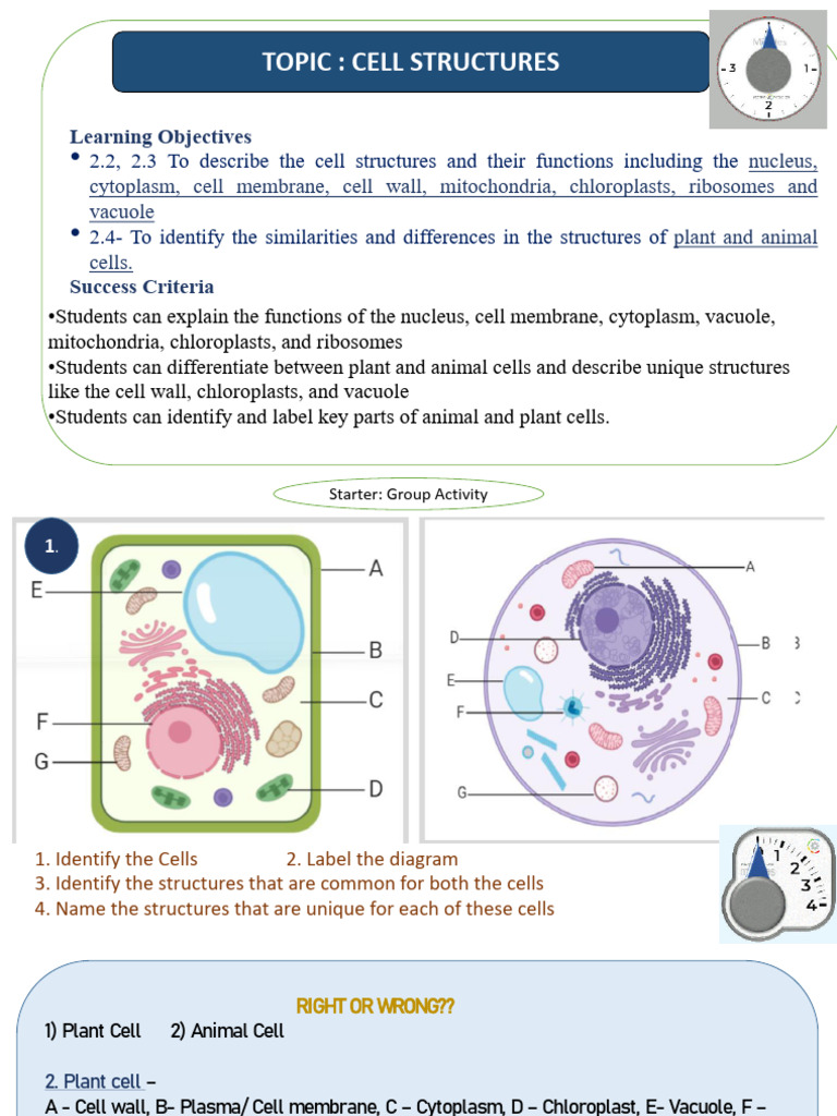 Cell Structure 1 | PDF | Cell (Biology) | Chloroplast
