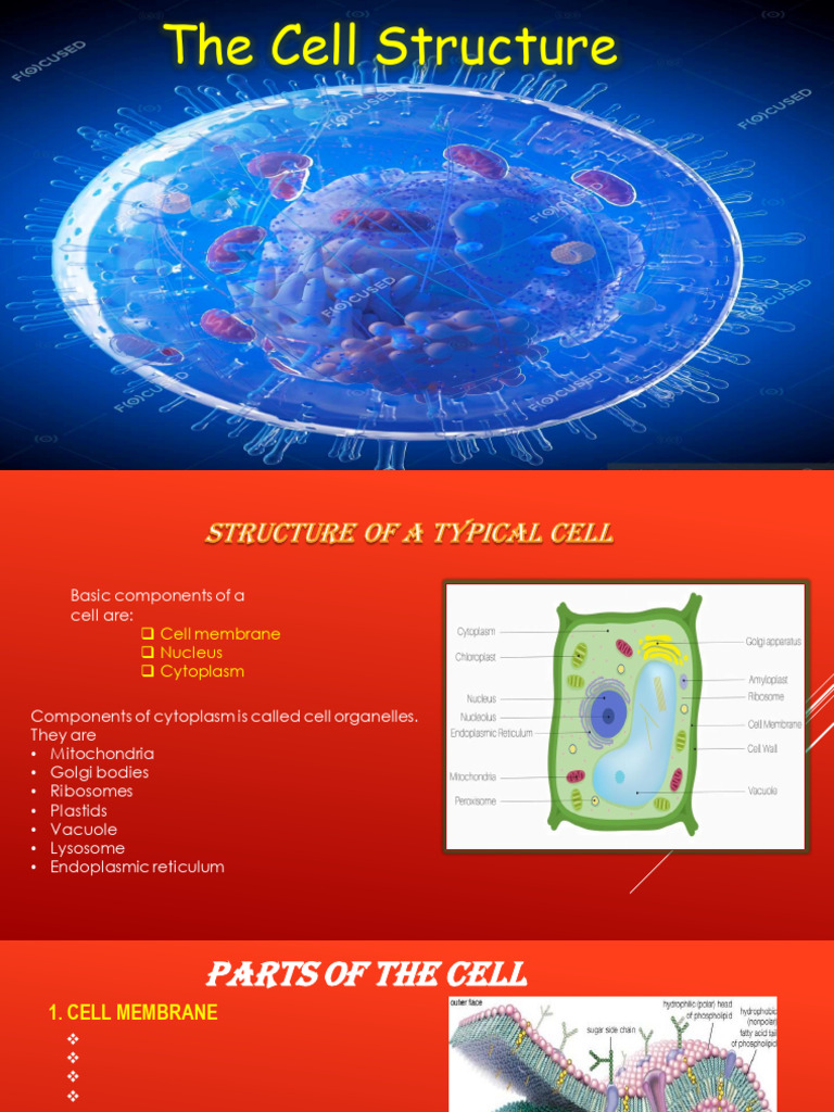 Cell Structure | PDF