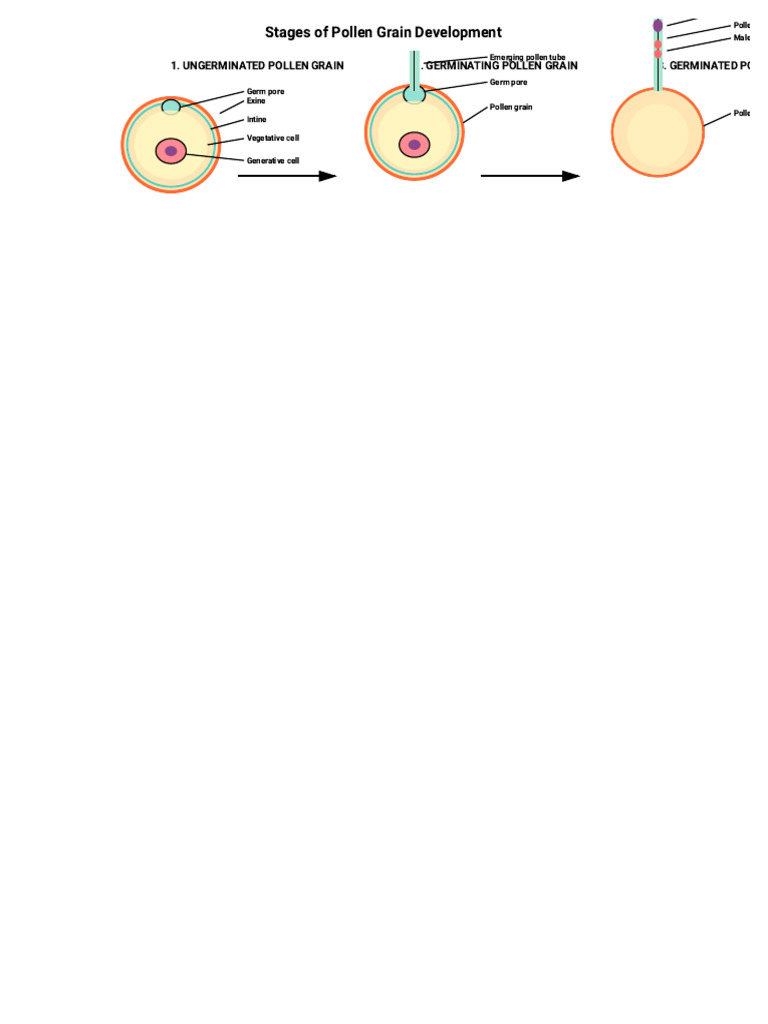 Pollen Grain Development Stages | PDF